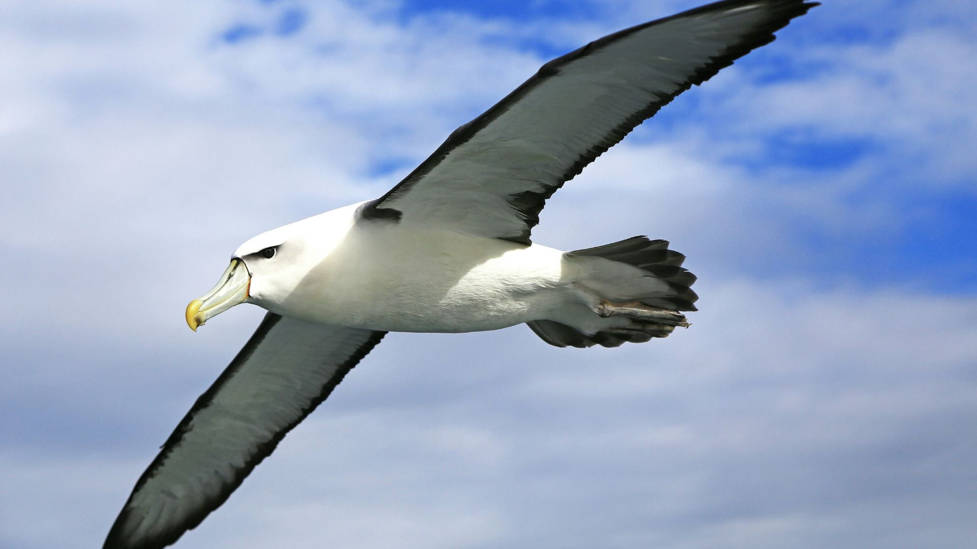 Invest in an Albatross! - SSPV CAPITAL